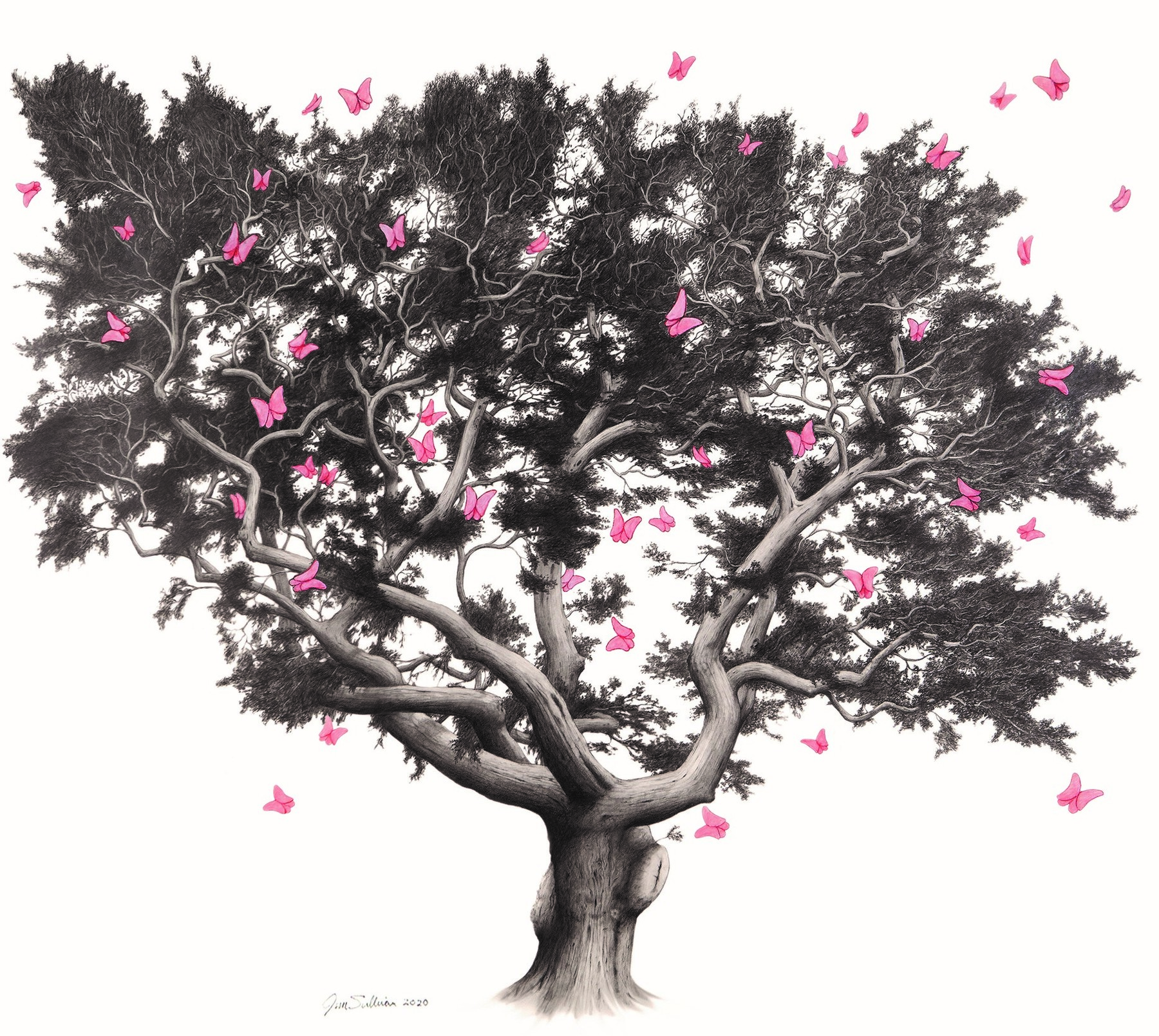 Farella Cabernet Sauvignon | Coombsville AVA Cabs